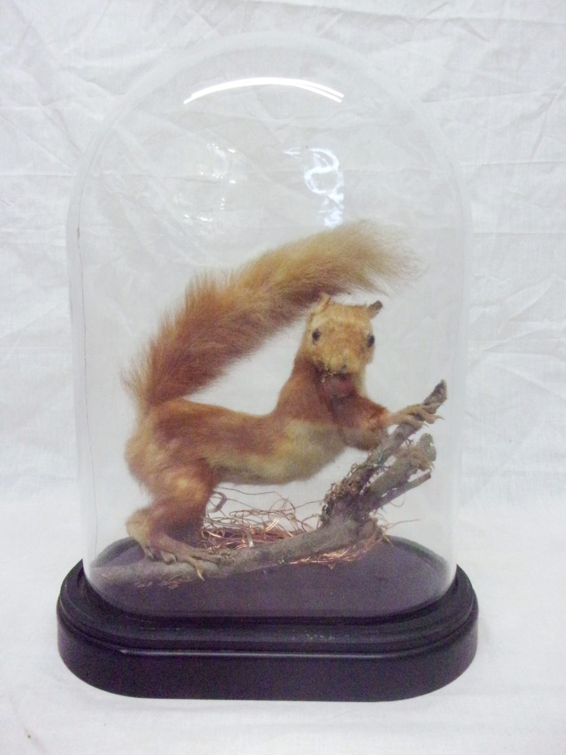 Victorian Taxidermy Red Squirrel In Modern Glass Dome - Sally Antiques