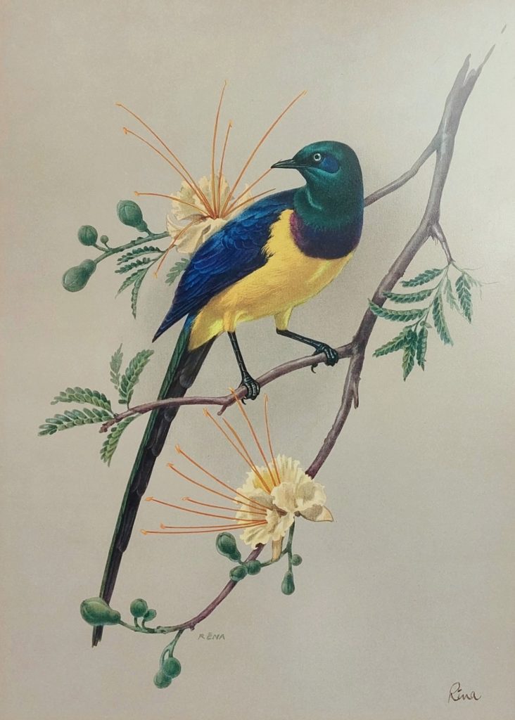 Framed Rena Fennessy 1970s Watercolour Of Gold Breasted Starling Bird ...