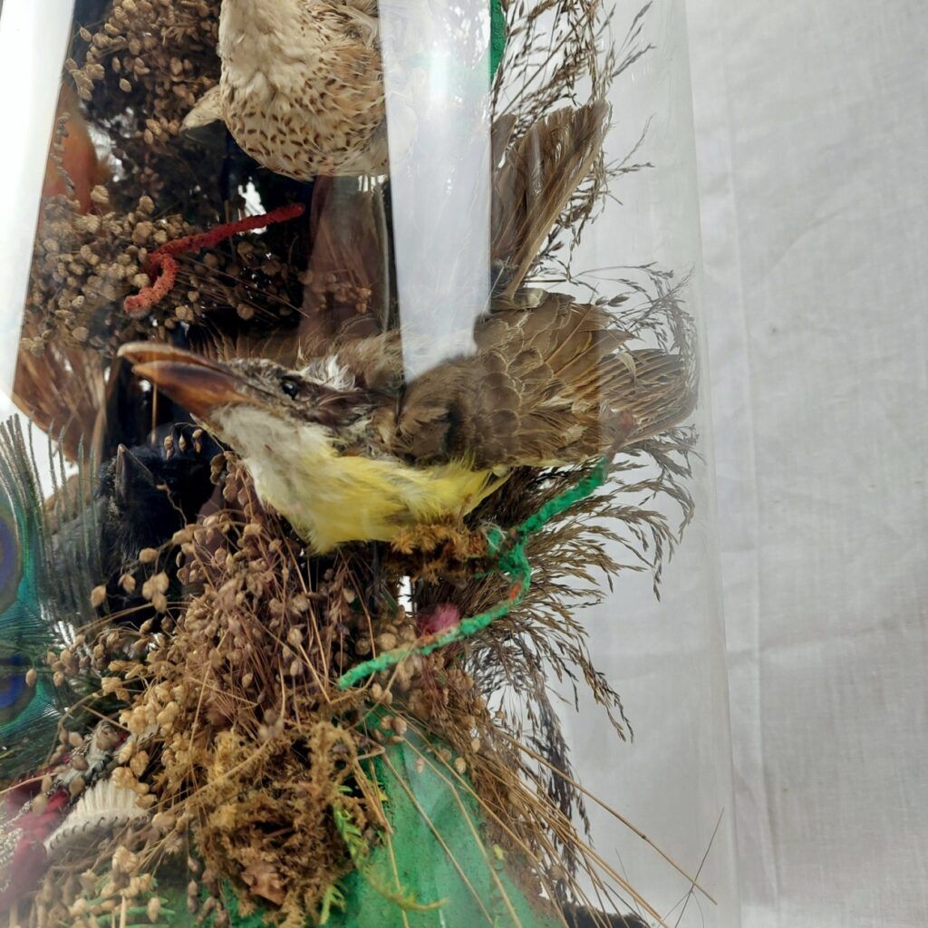 Victorian Glass Domed Display Of 14 Taxidermy Birds - Sally Antiques