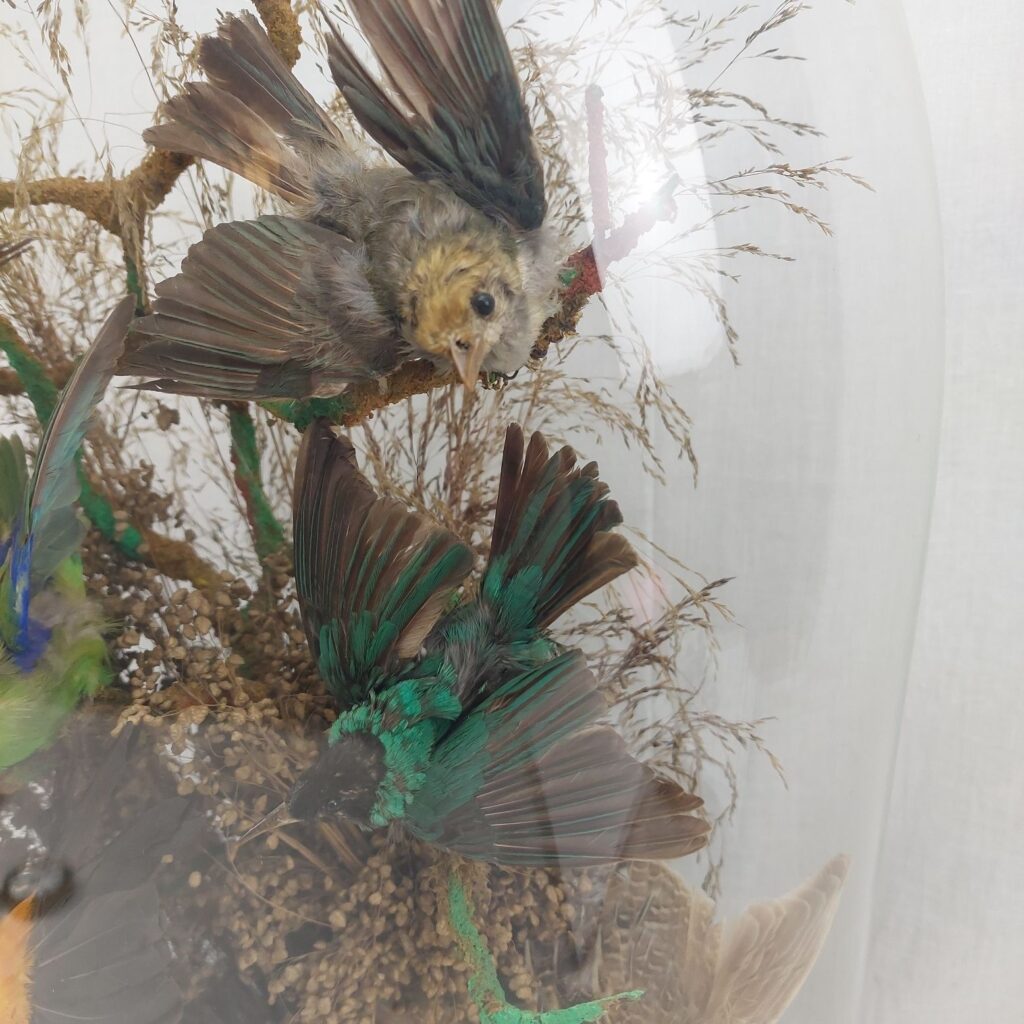 Victorian Glass Domed Display Of 14 Taxidermy Birds - Sally Antiques