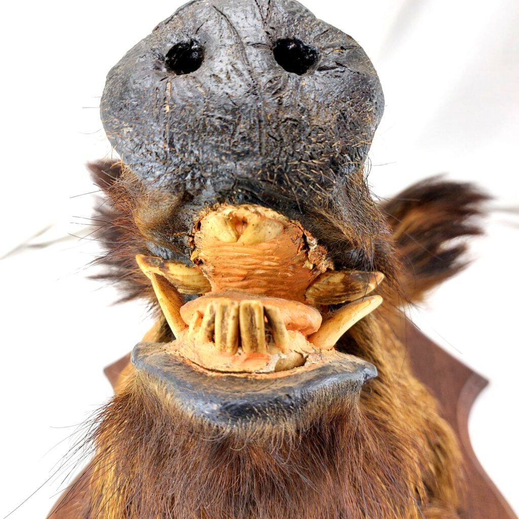Mounted Wild Boar’s Head Trophy, Taxidermy on Wooden Plaque - Sally ...